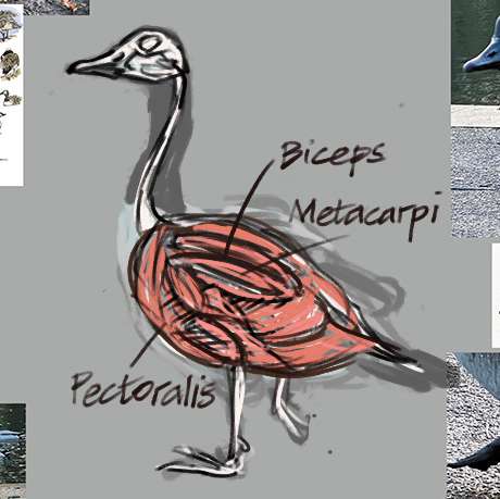 Goose Anatomy – Wild Yorkshire