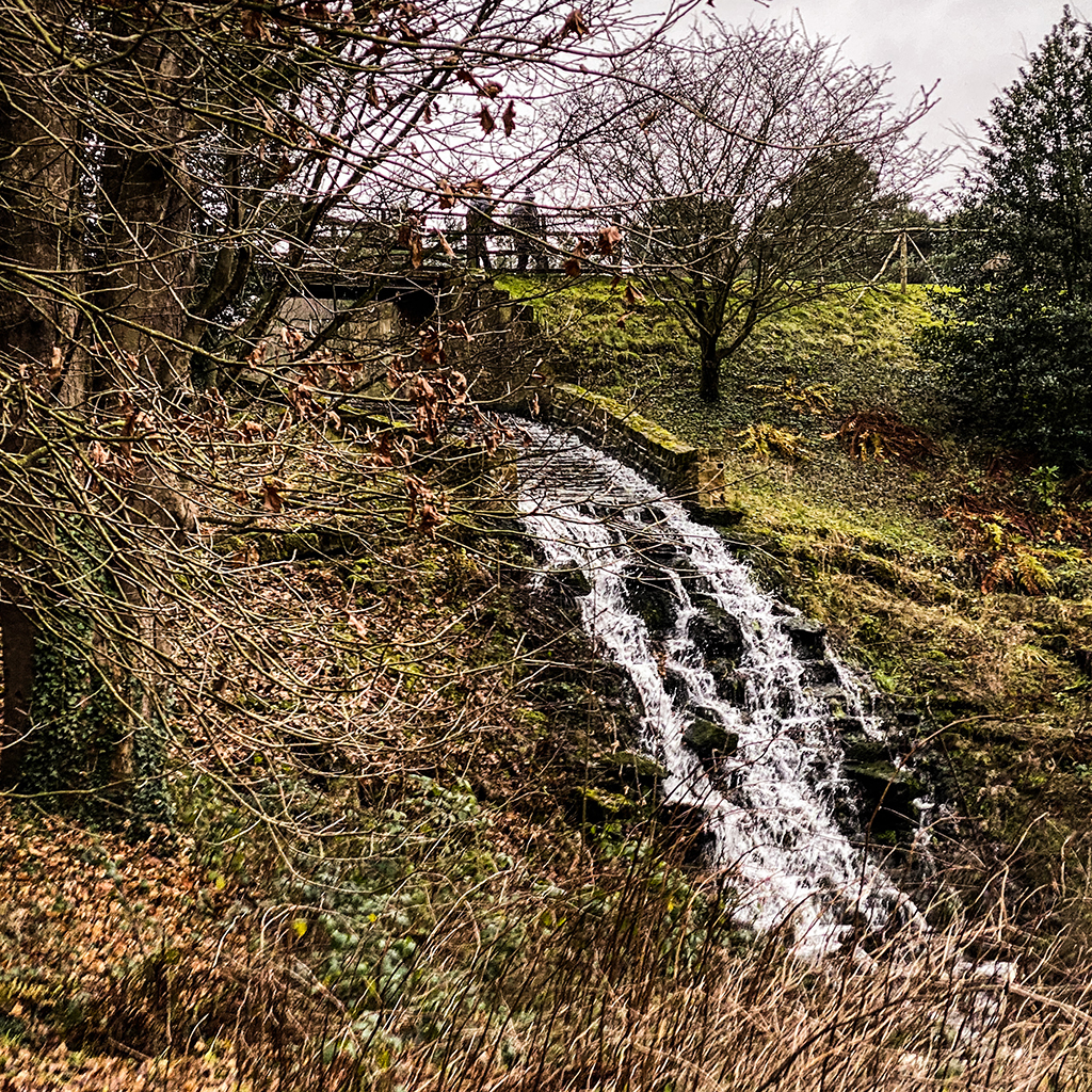 Male Fern, Knapweed and Teasel – Wild Yorkshire