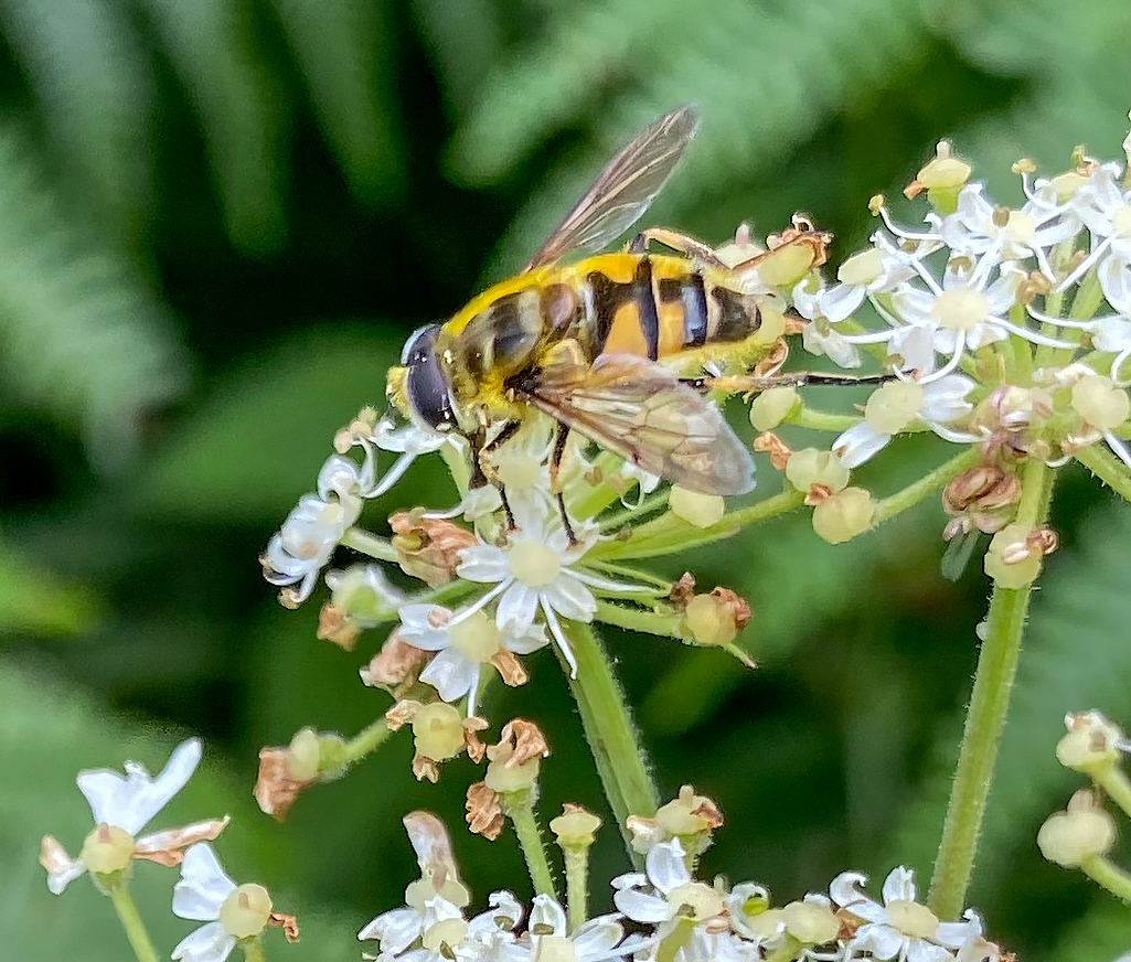 Batman Hoverfly on Hogweed – Wild Yorkshire