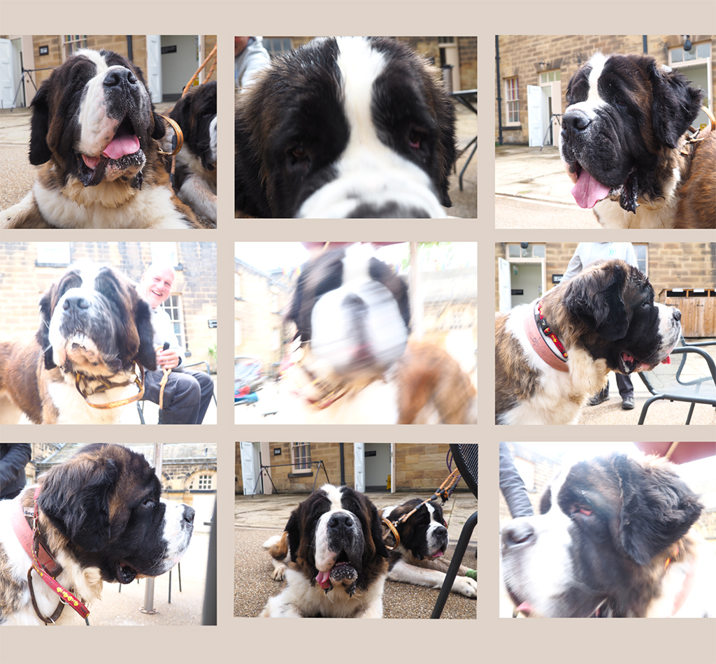 St Bernards – Wild Yorkshire